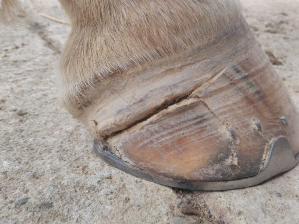 Abcès, bleimes & seimes – Horse Care