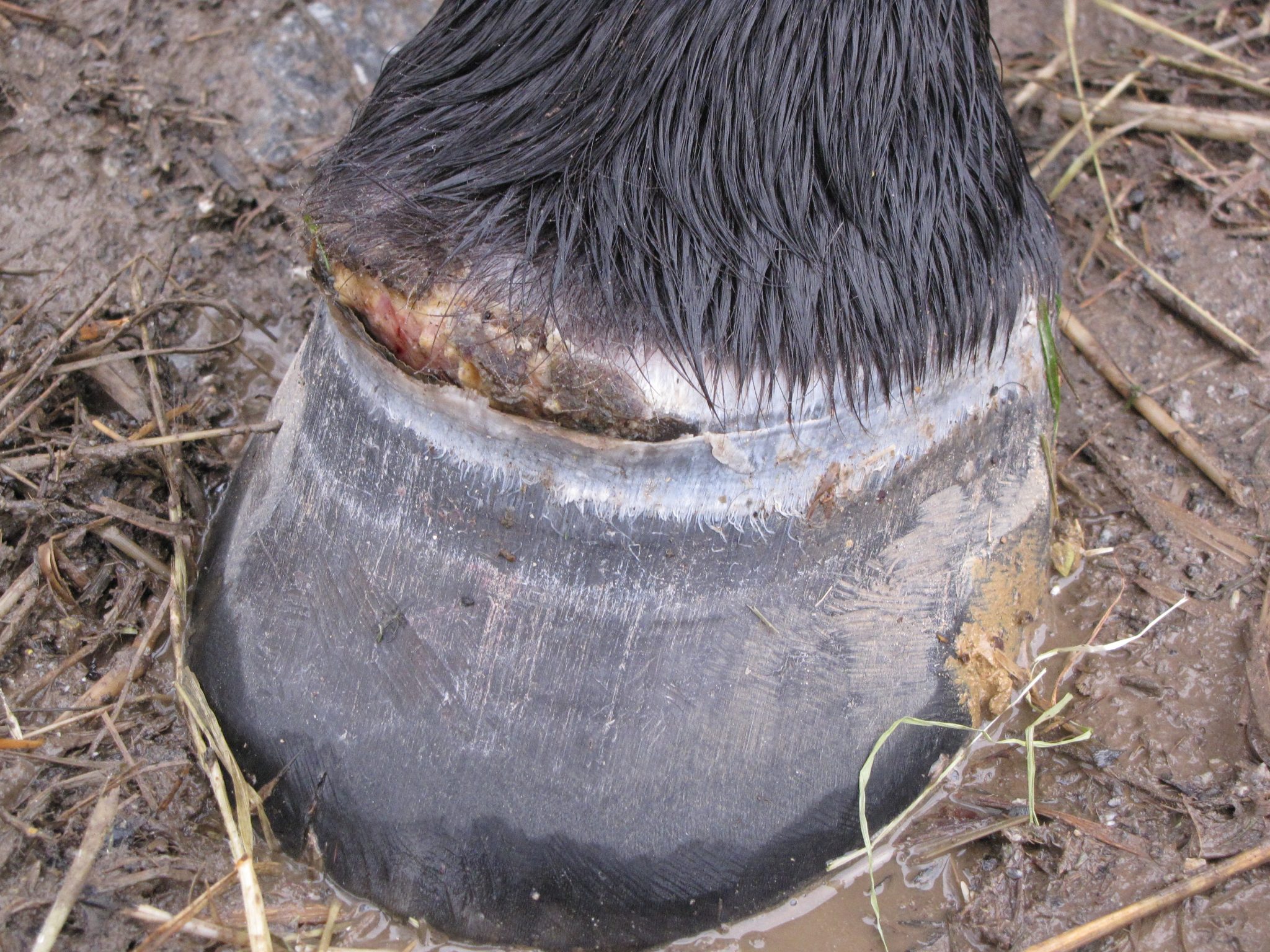 Abcès, bleimes & seimes – Horse Care
