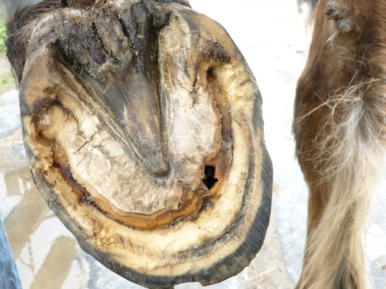 Abcès, bleimes & seimes – Horse Care